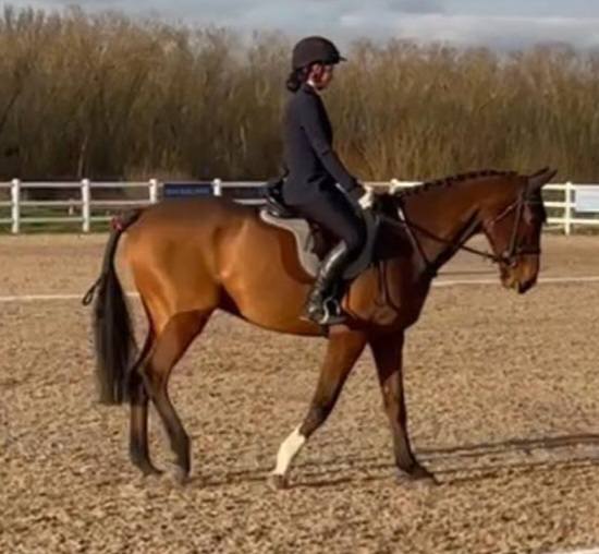 Results - Area / Championships 2025 - Burton Pony Club